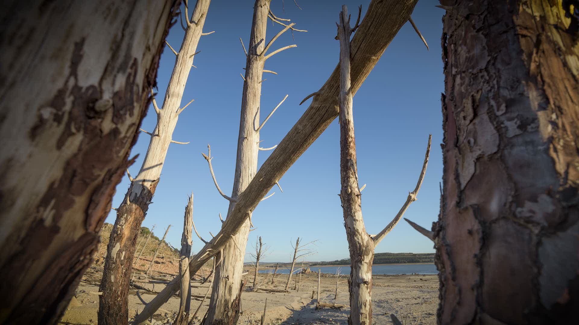 The Really Scary Thing About Ghost Forests - Videos from The Weather Channel