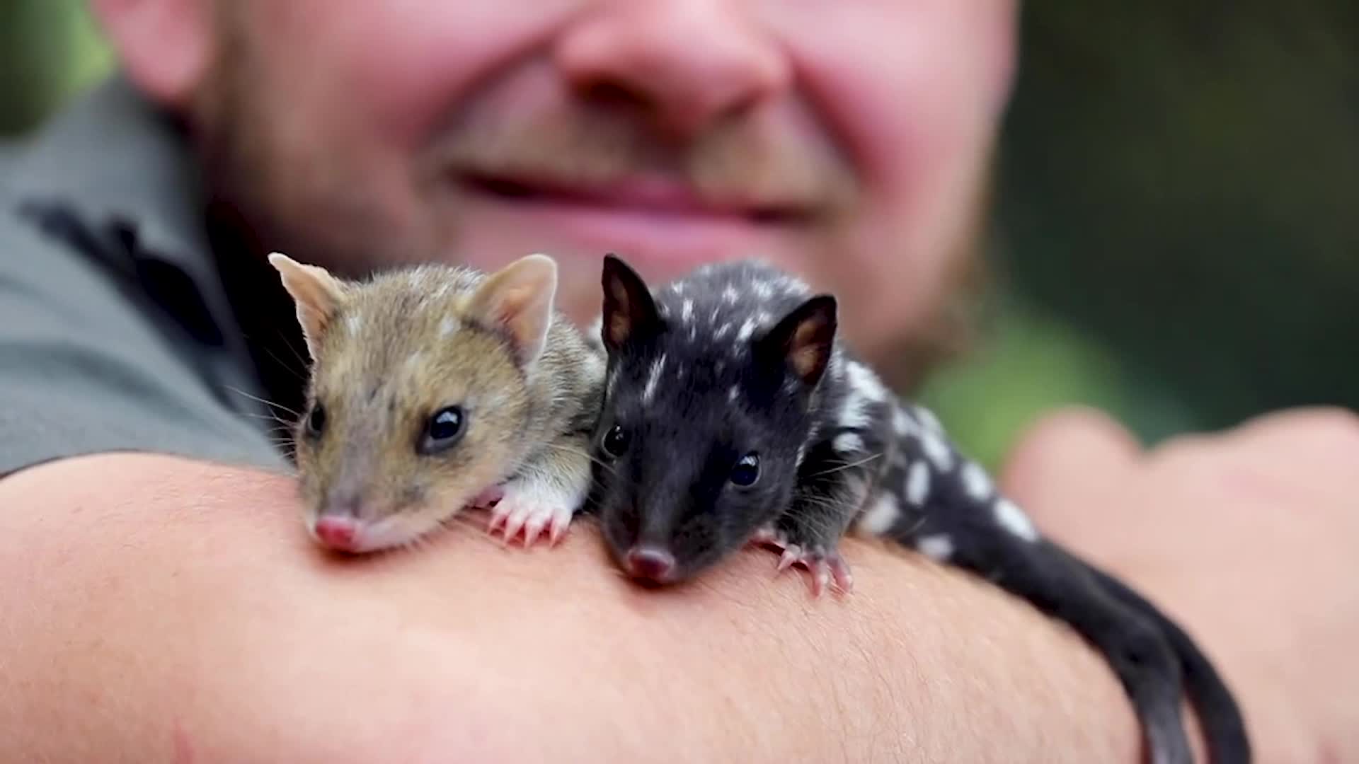 Look At These Adorable Marsupial Babies - Videos from The Weather Channel