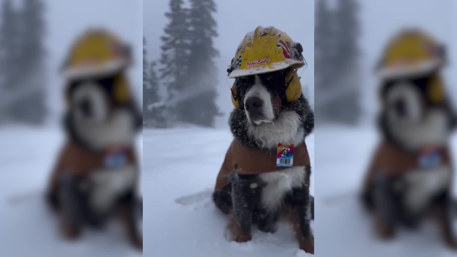 "Perro Alcalde" Está Listo para la Temporada de Esquí en Colorado ...