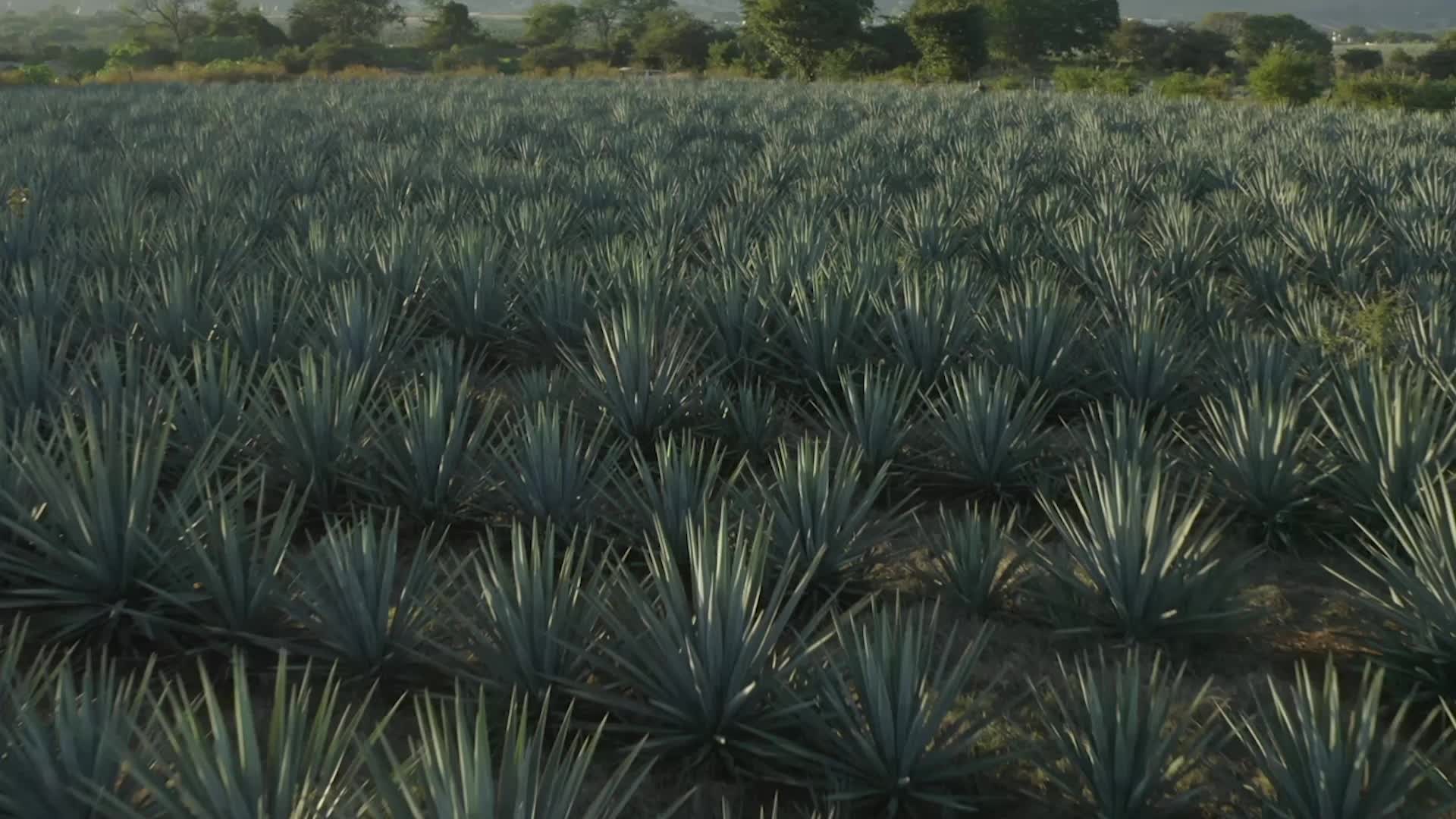 Could Tequila Save CA Farming? - Videos from The Weather Channel