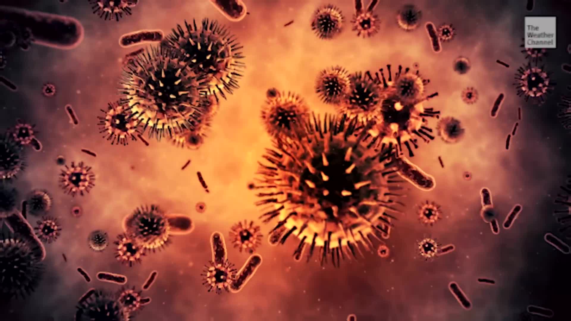 Descubren Un “Virus Vampiro” - Videos de The Weather Channel