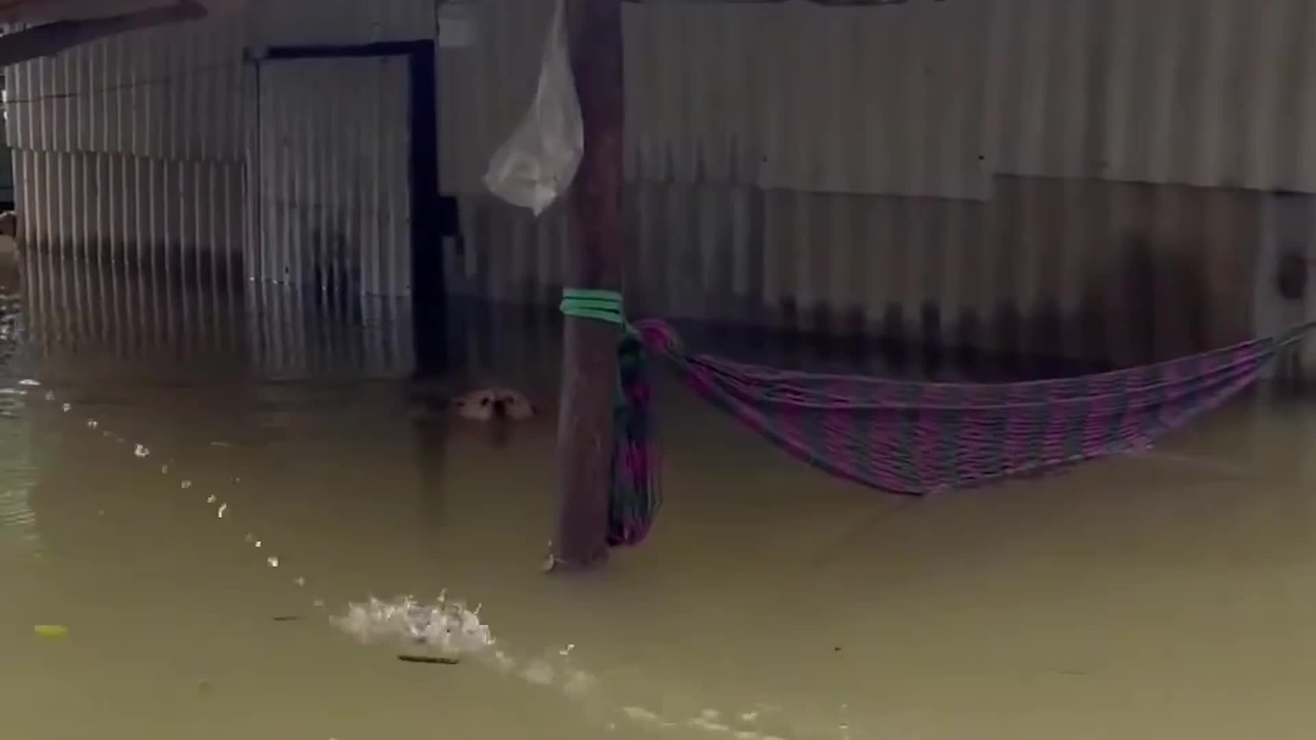 Double Dog Rescue In Flooded City - Videos from The Weather Channel