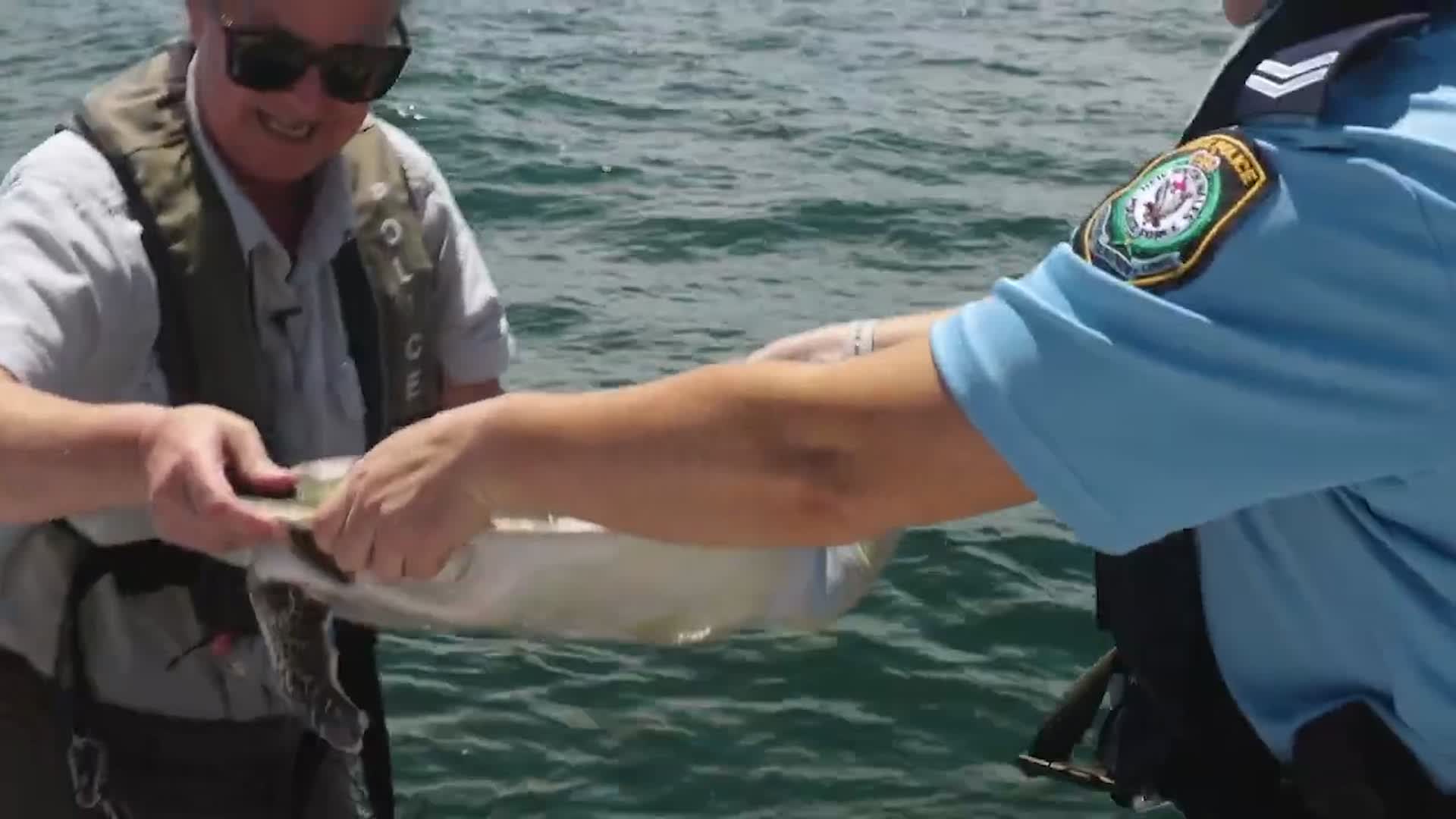 Released Back Into Ocean After 18 Months - Videos from The Weather Channel