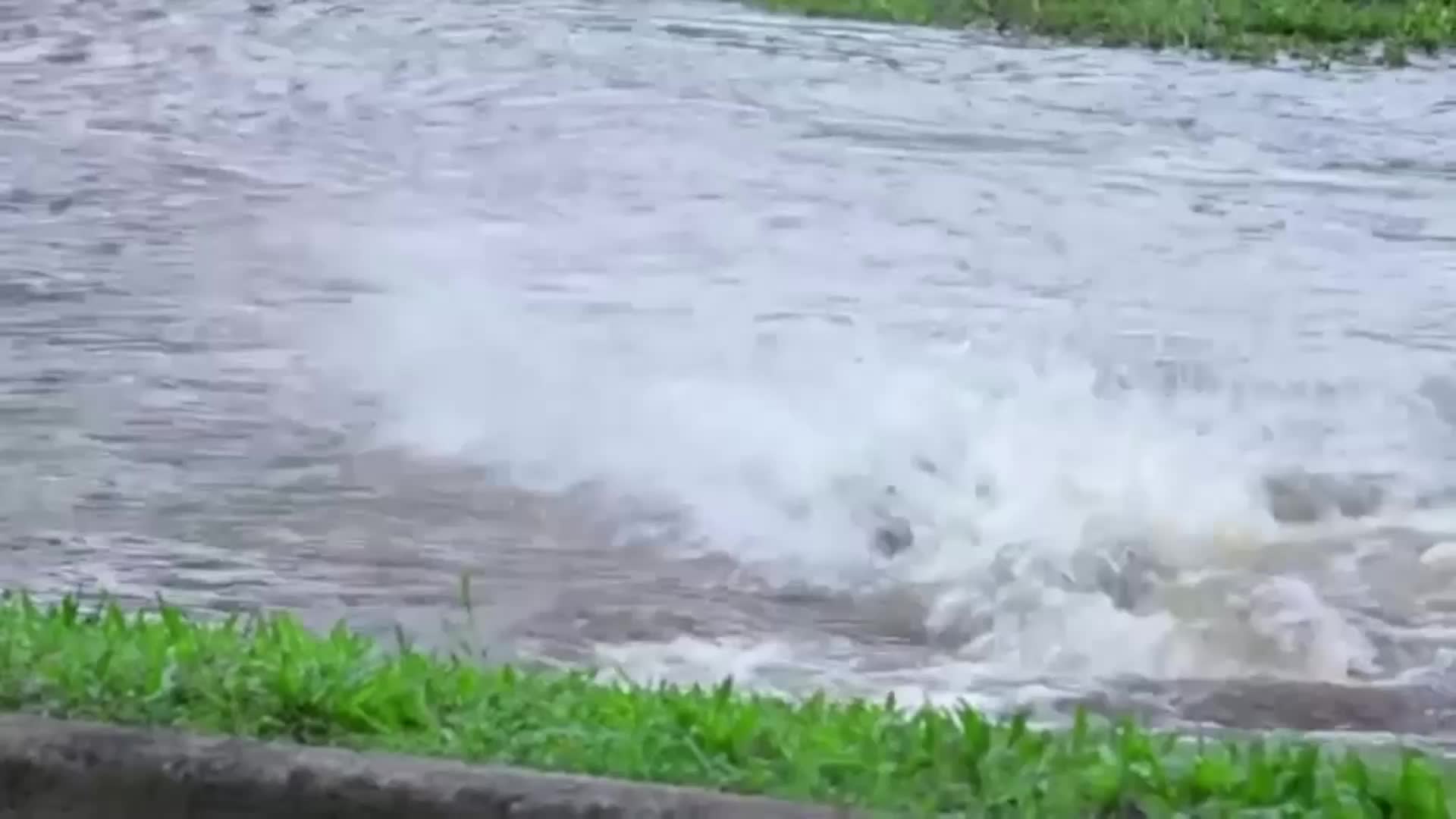 Massive Crocodile Pulled From Australia Floodwaters - Videos from The ...