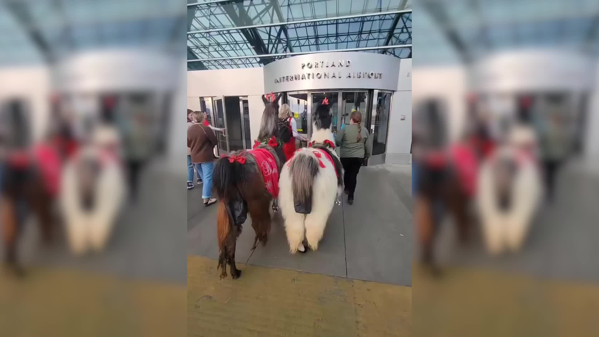 Travel Stress? Llamas To The Rescue - Videos from The Weather Channel