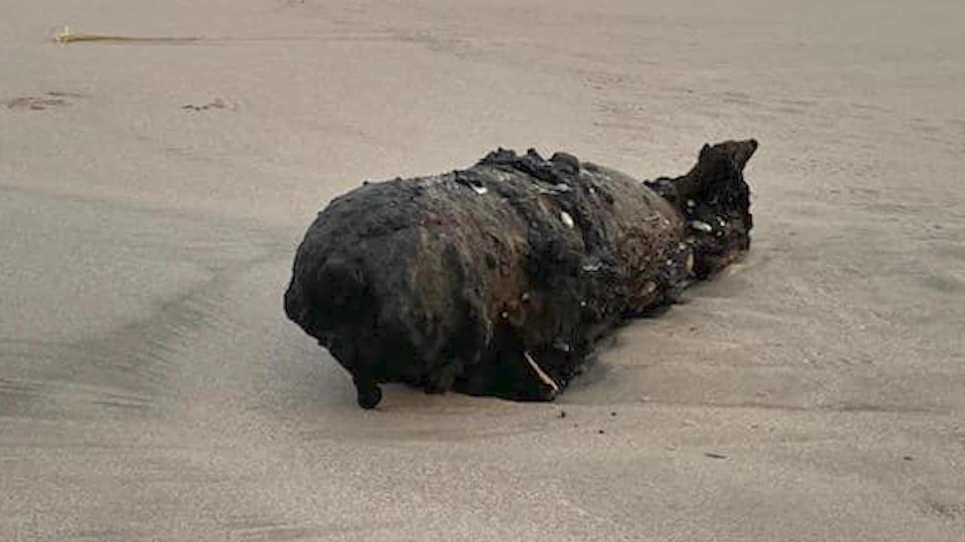 WWII-Era Bomb Washes Up In California - Videos from The Weather Channel