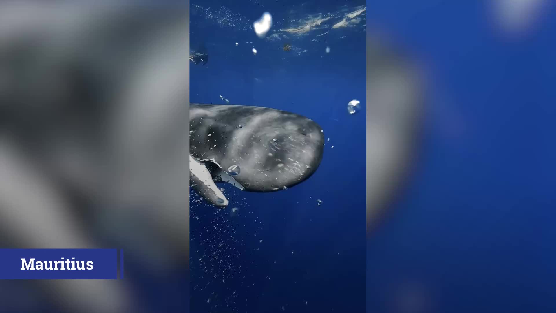 Wal-Baby stupst Taucher an - und wird gescholten - Videos from The ...