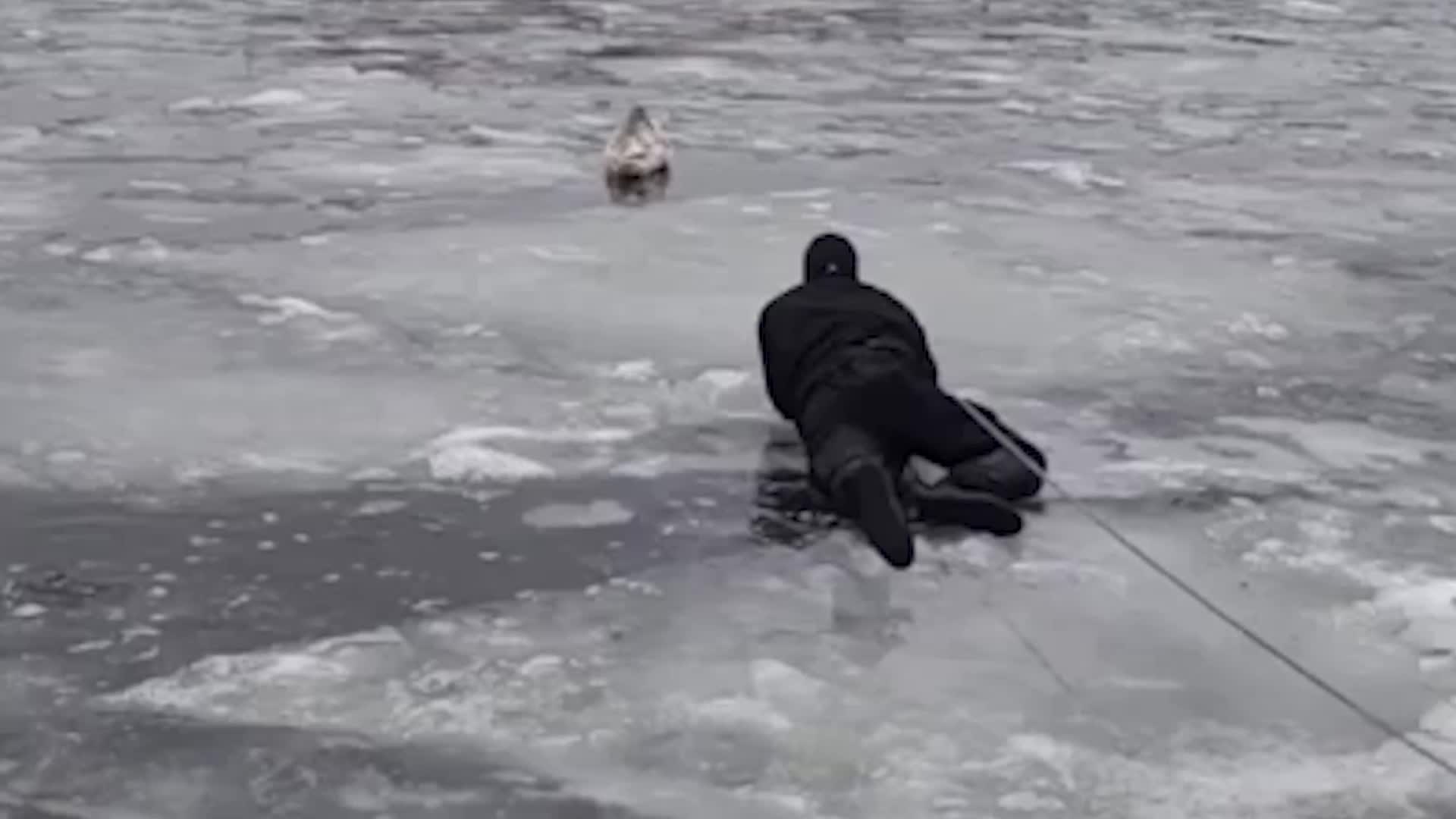 Watch: Divers Save Swan Frozen In River - Videos from The Weather Channel