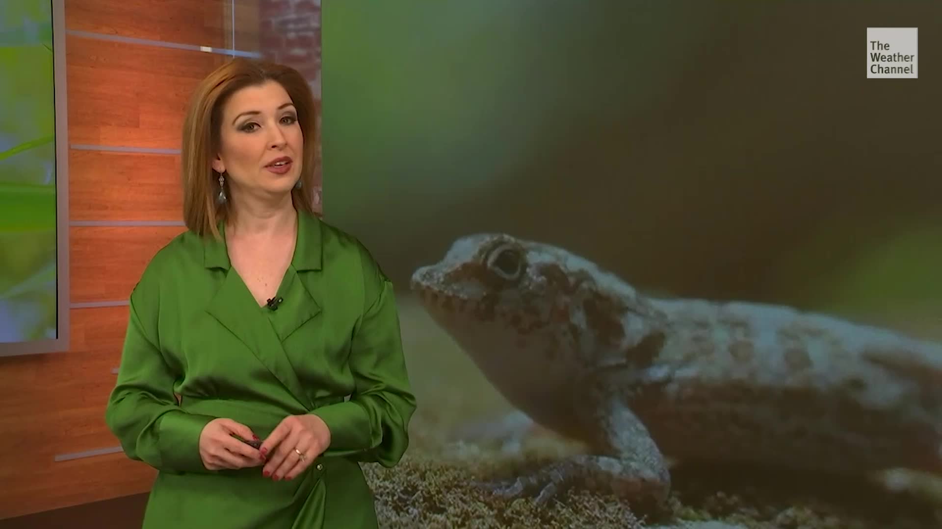 Huge Honor For Tiny Geckos - Videos from The Weather Channel