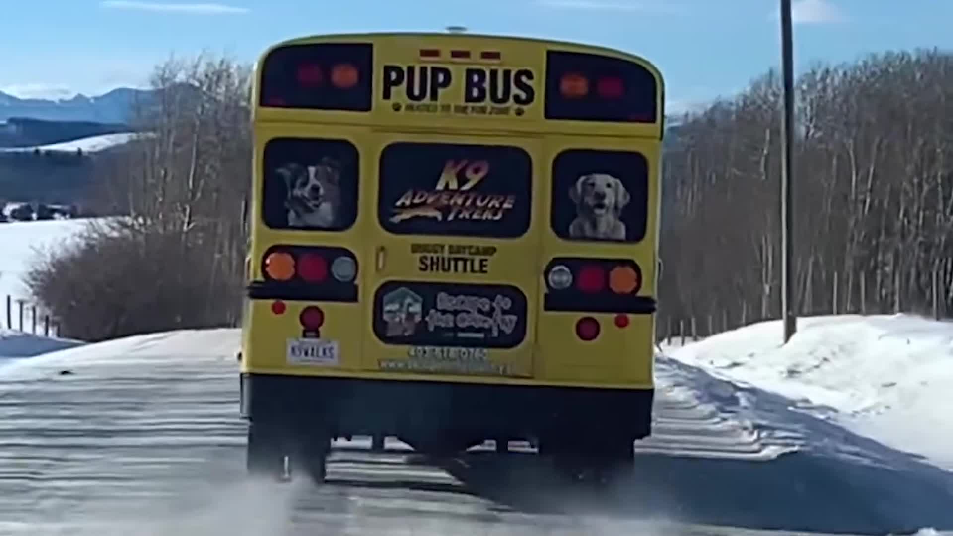 Watch Dogs Get Excited For Field Trip - Videos from The Weather Channel