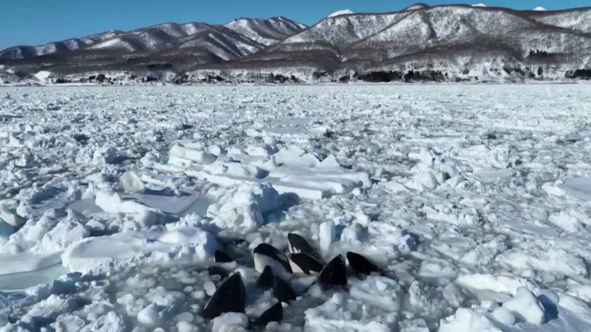 Orca Pod Trapped In Ice Struggles To Breathe - Videos from The Weather ...