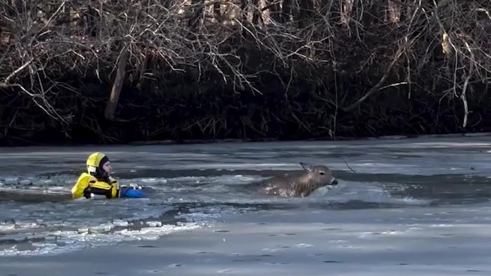 Watch: Firefighter Rescues Deer From Ice - Videos from The Weather Channel