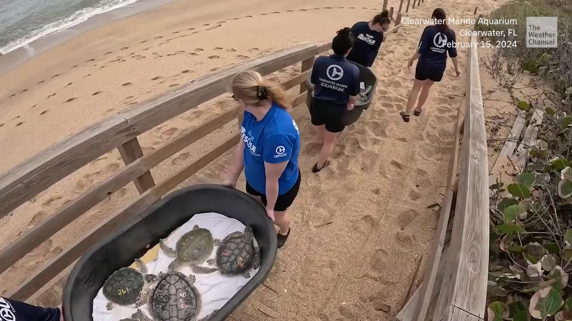 Cold-Stunned Sea Turtles Released Back Into The Ocean - Videos from The Weather Channel