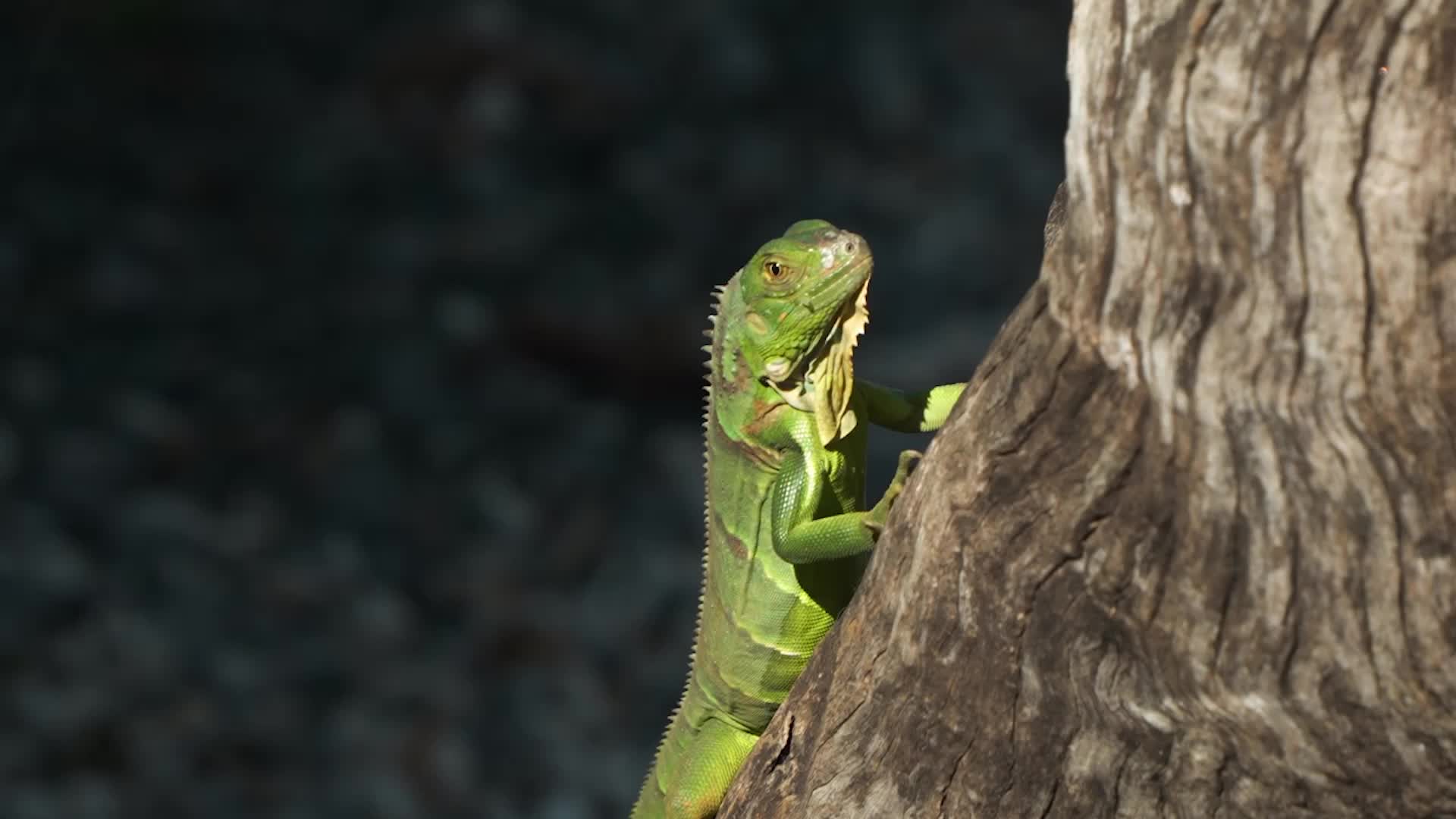 How Trees Could Save The Future Of Lizards - Videos from The Weather ...