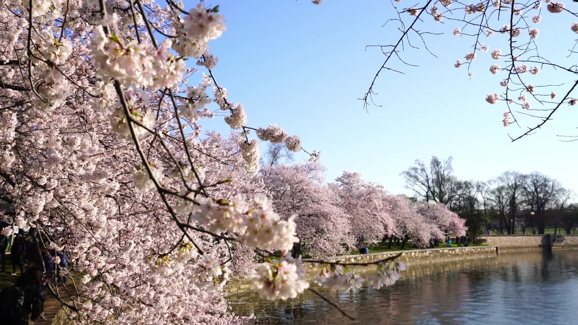 Chopping Down D.C. Cherry Trees - Videos from The Weather Channel