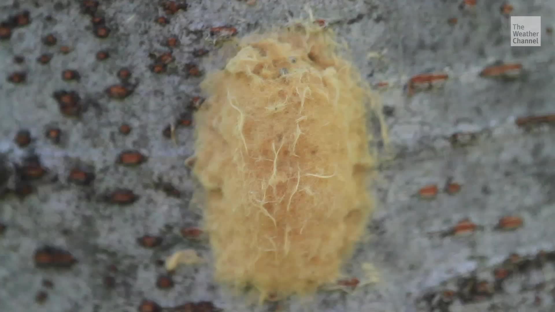 If You See This, Smash It - Videos from The Weather Channel