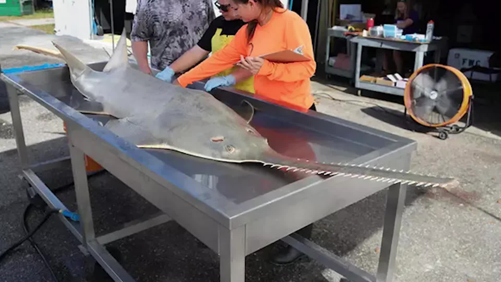 Something Strange Happening To FL Fish - Videos from The Weather Channel