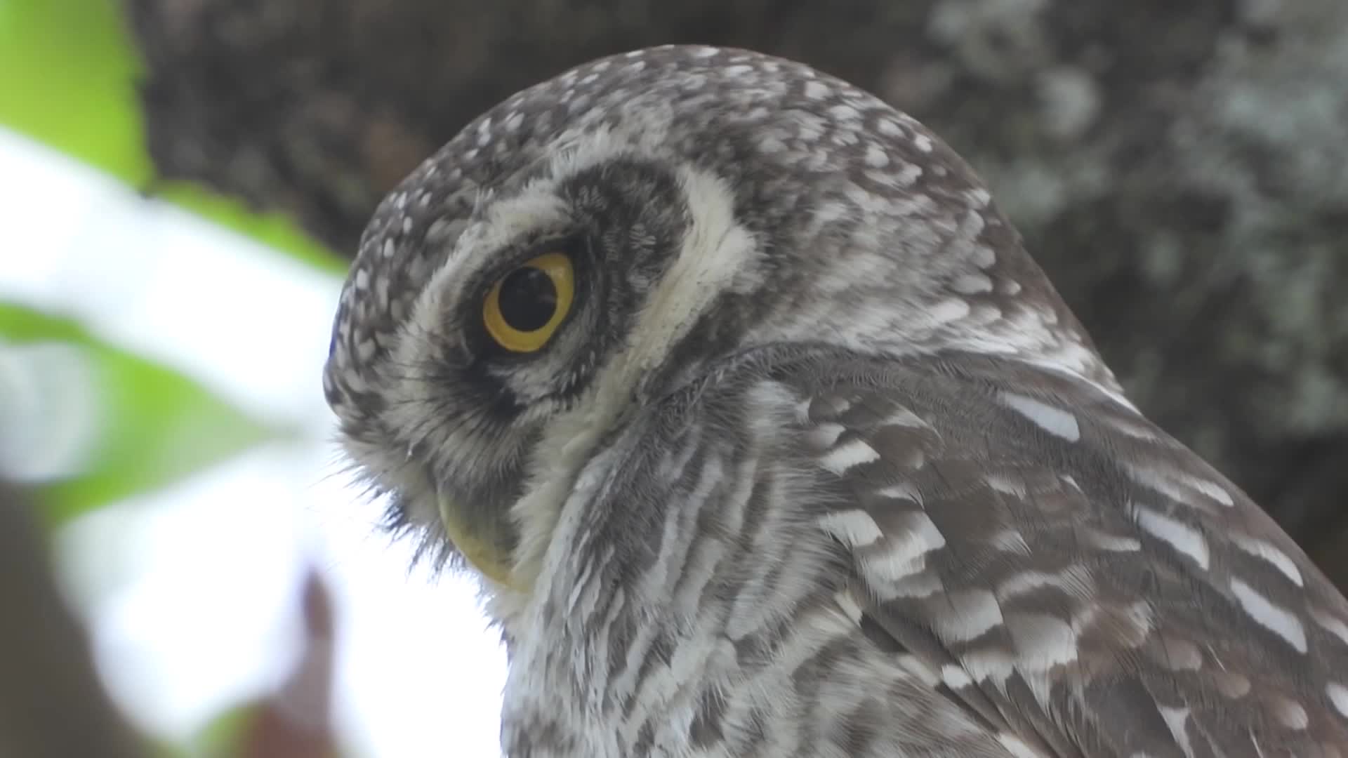 USFWS Planea Matar a Casi Medio Millón de Búhos - Videos de The Weather ...