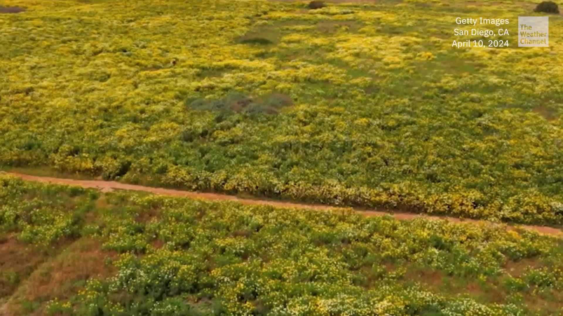 Drone Films Sea Of California Wildflower - Videos from The Weather Channel