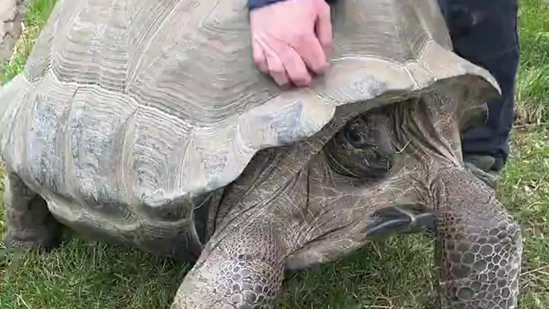 Tortoise Enjoys A Good Shell Scratch - Videos from The Weather Channel