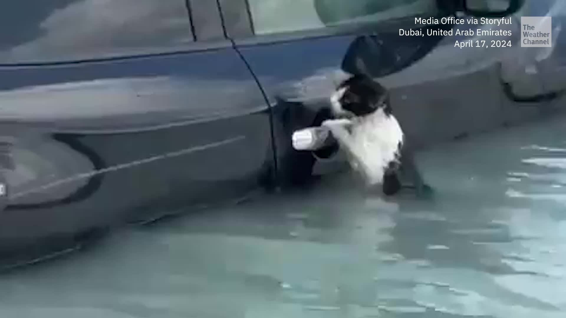 Crew Saves Cat From Historic Dubai Floods - Videos from The Weather Channel
