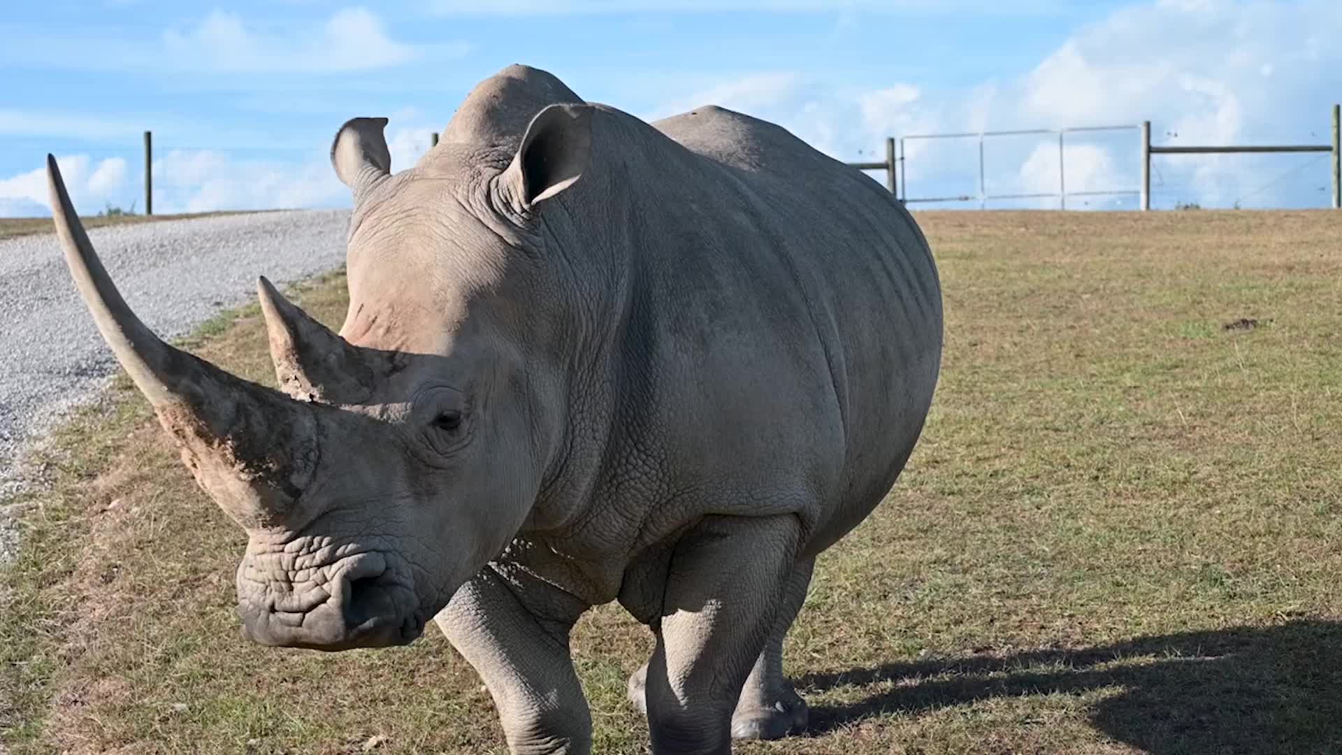 A Genetics Breakthrough Could Save Rare Rhino Species - Videos from The ...