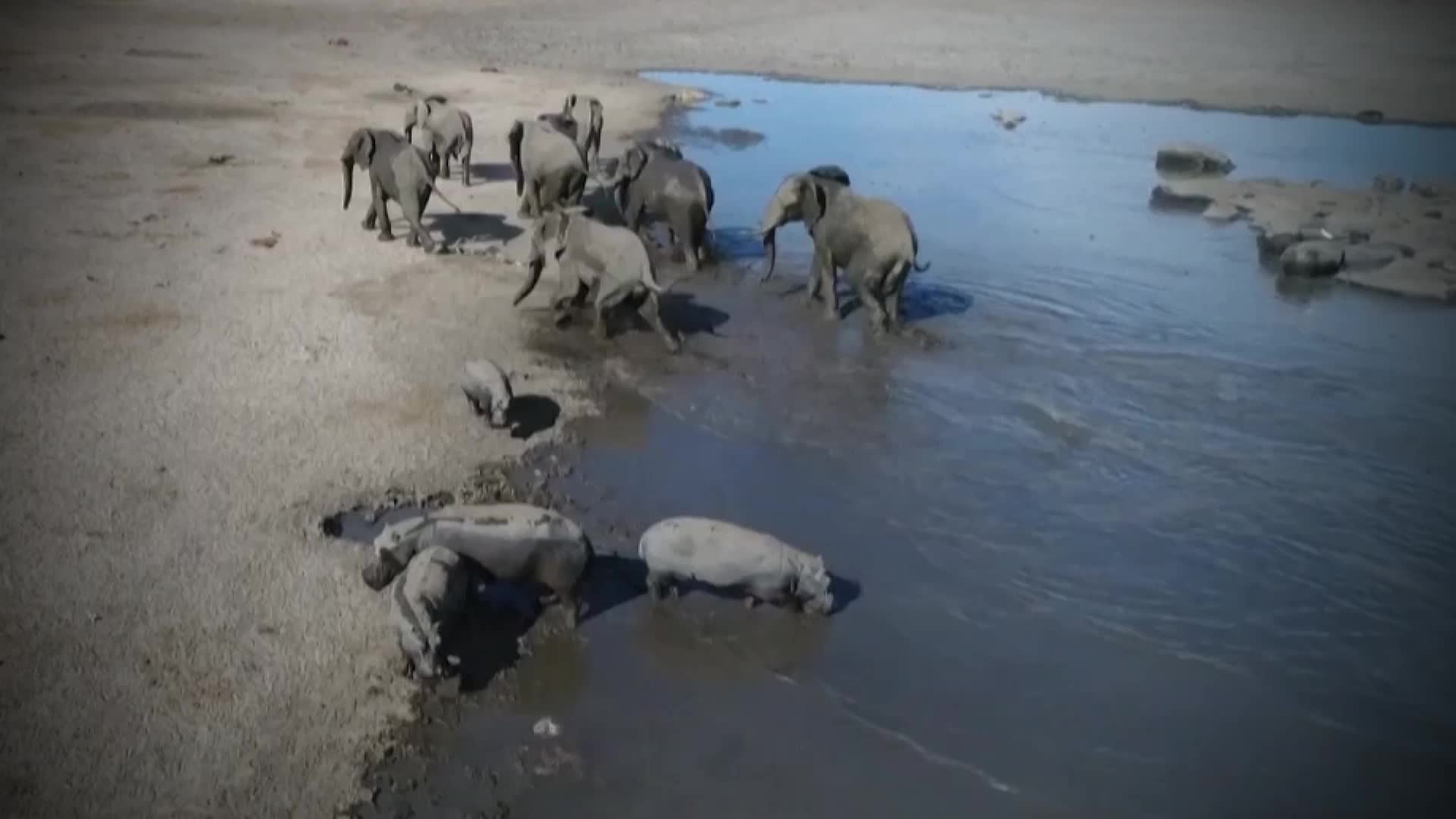 Hippos Desperate For Water In Drying Africa - Videos from The Weather ...