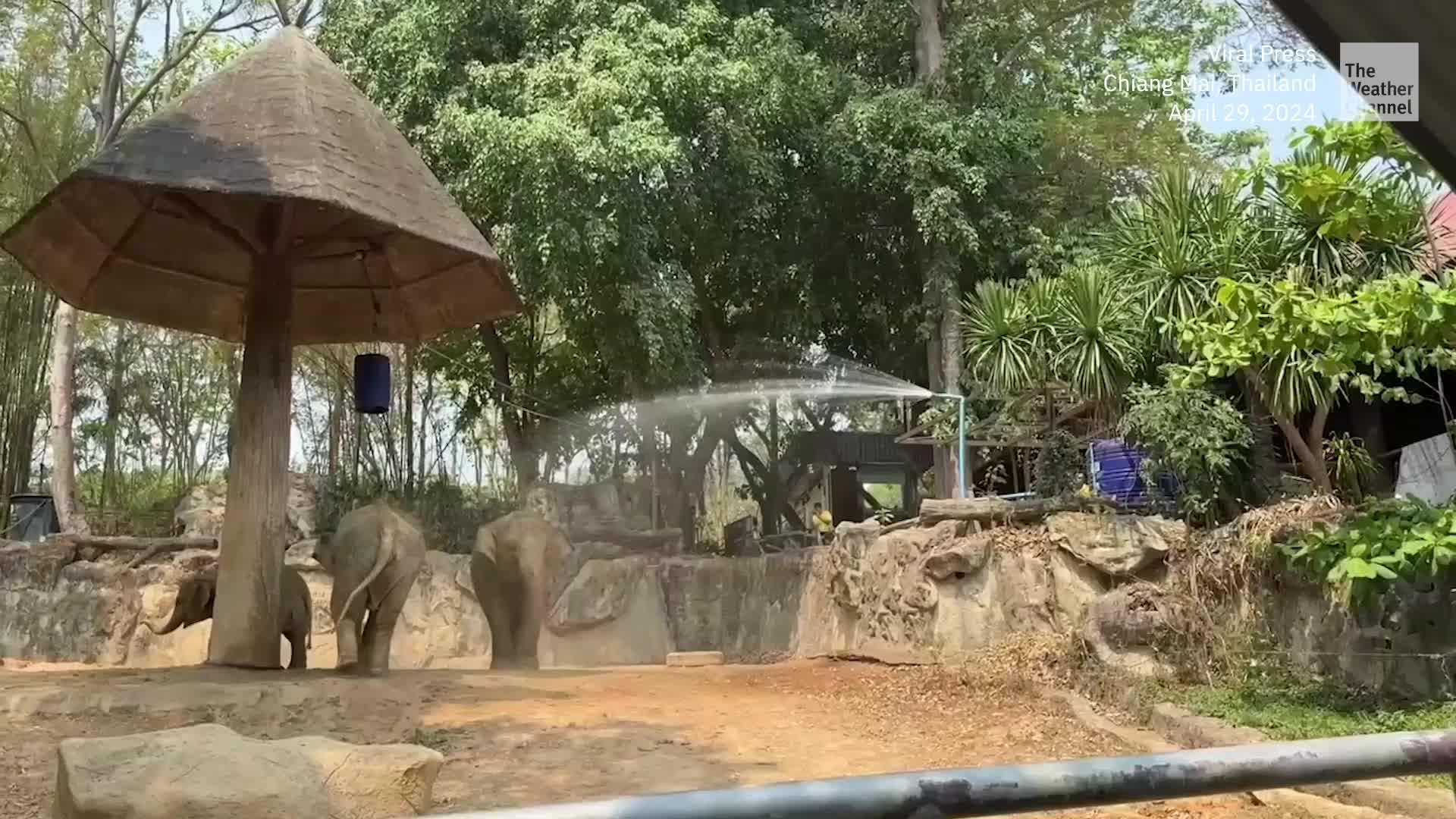 How Elephants Cool Off In A Heat Wave - Videos from The Weather Channel