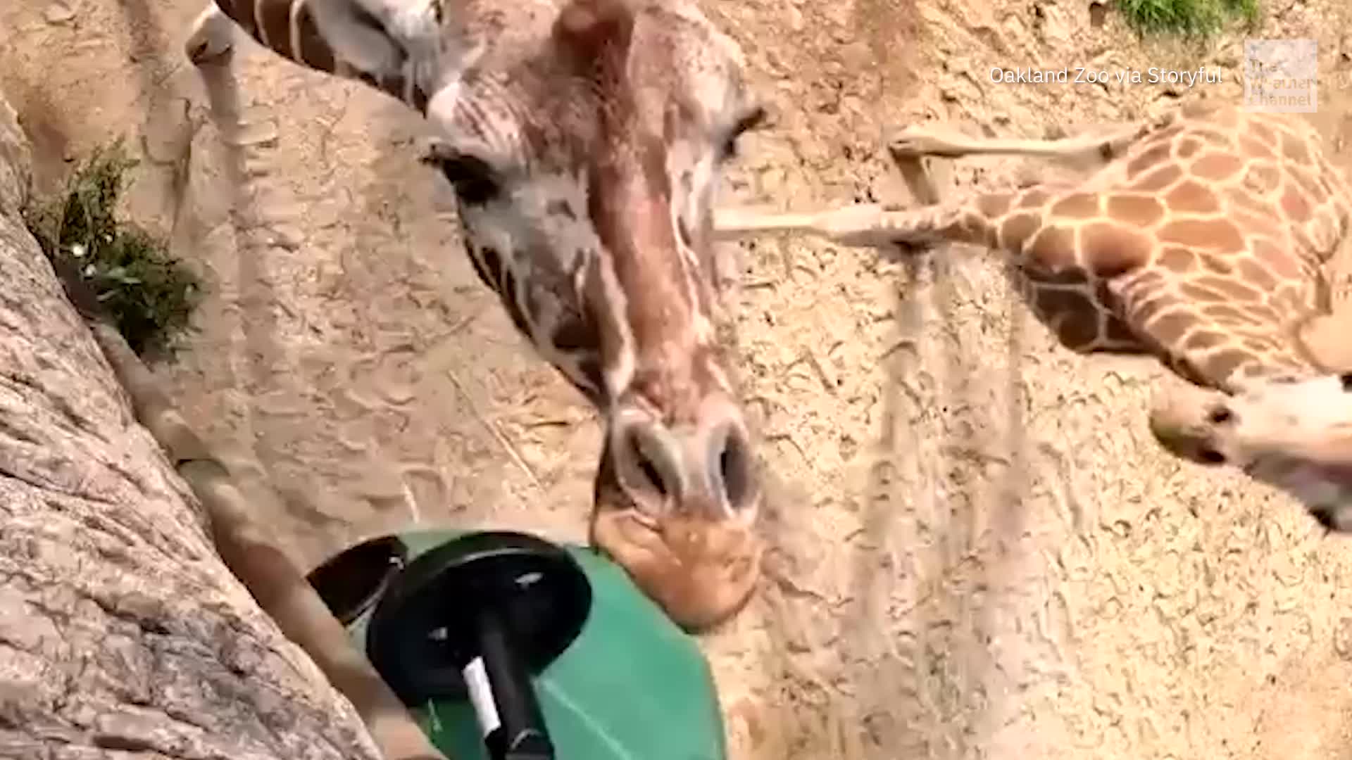 Elevated Giraffe Snacks: Fun For Everyone - Videos from The Weather Channel