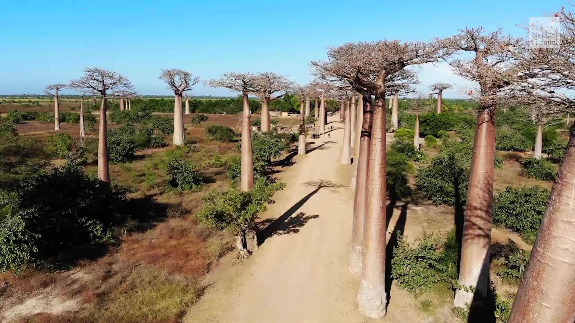 Did An Ancient Tree Hitch A Ride On The Ocean? - Videos from The ...