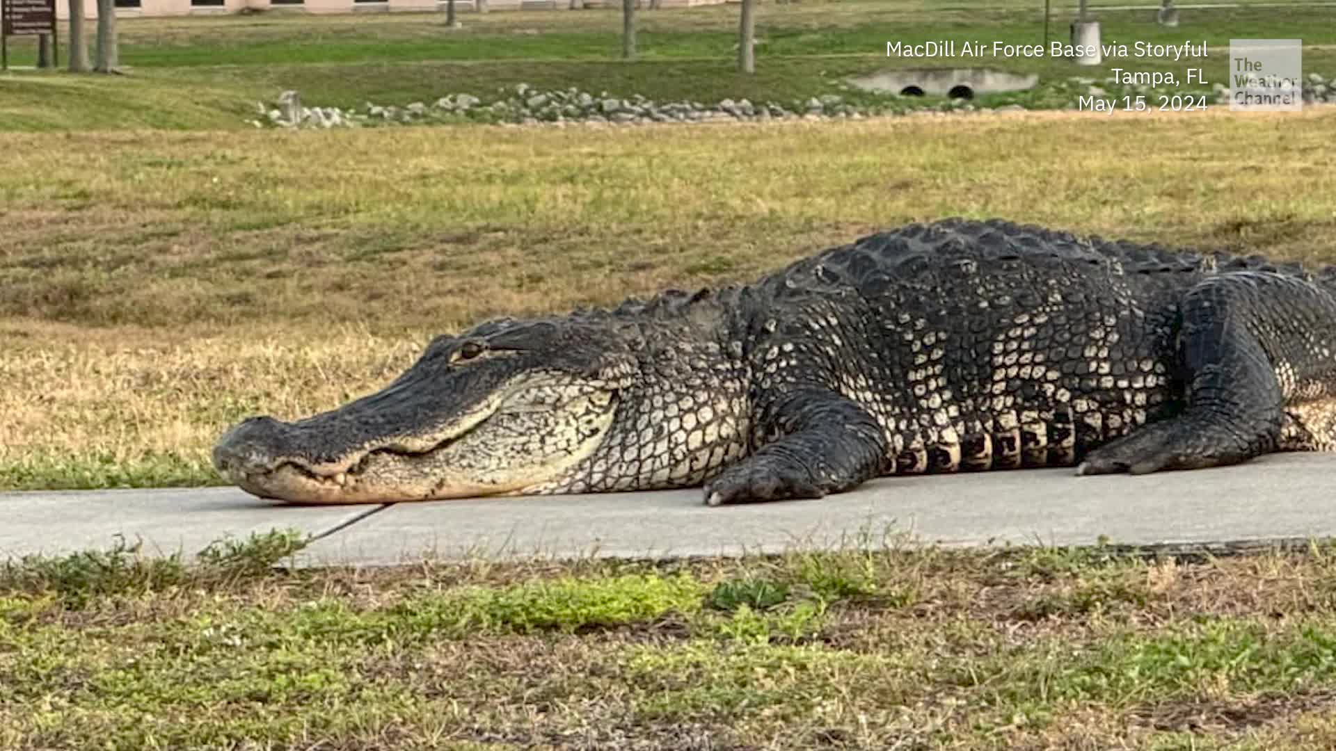 Florida Gator Can’t Take A Hint - Videos from The Weather Channel