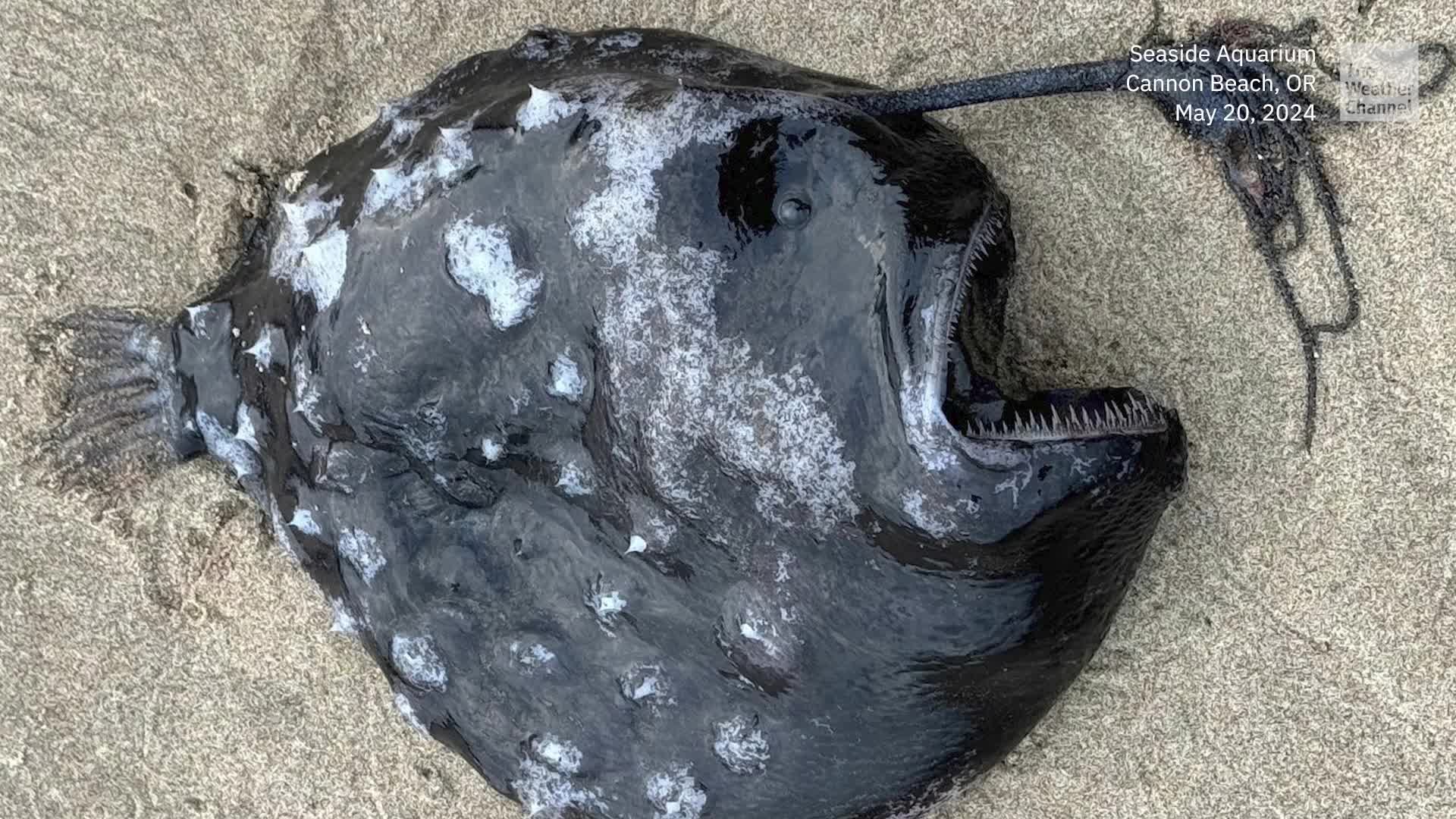 Mysterious Blob Creature Washes Up In Oregon - Videos from The Weather ...