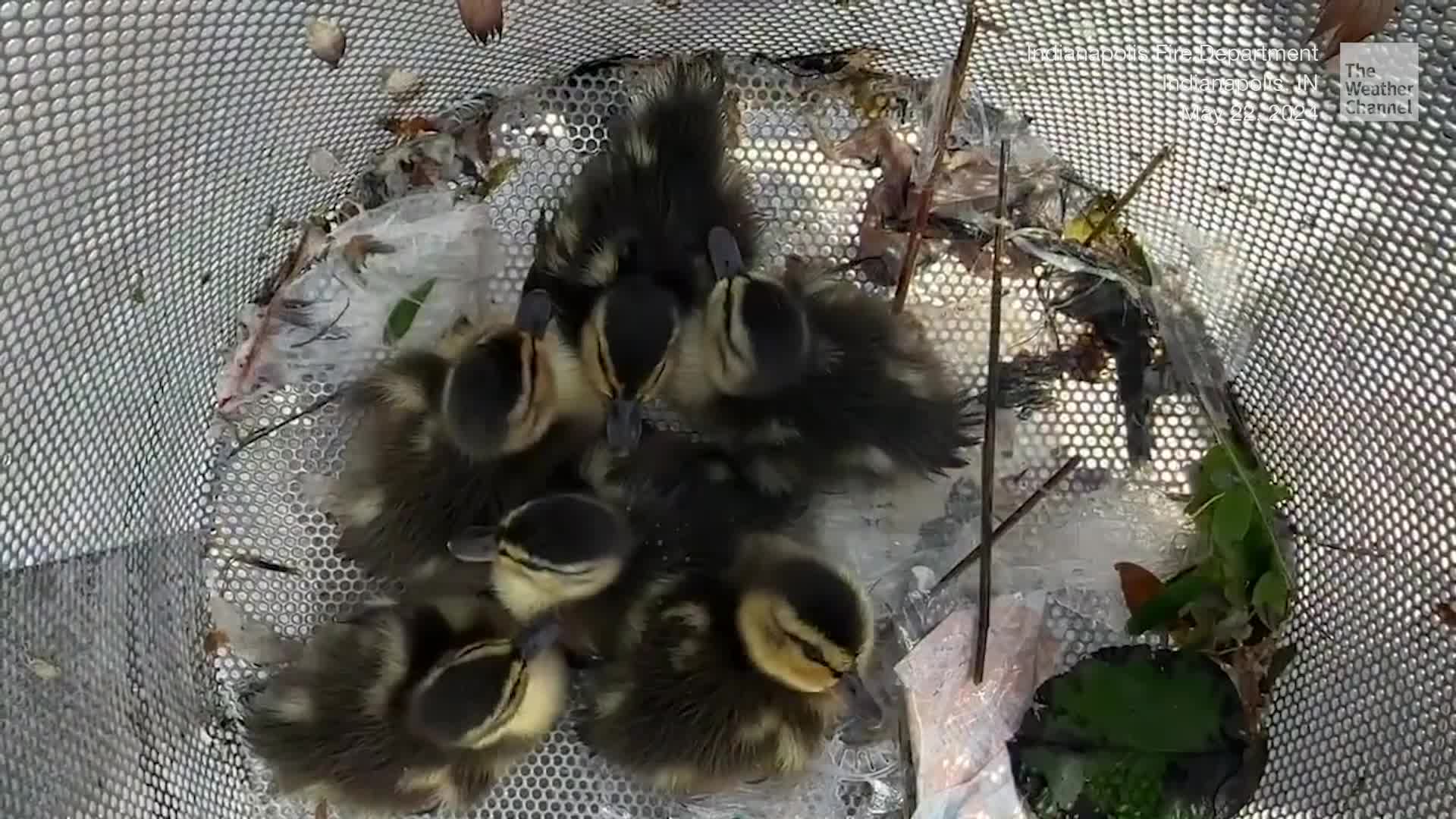 Quick Action Rescues Ducklings - Videos from The Weather Channel