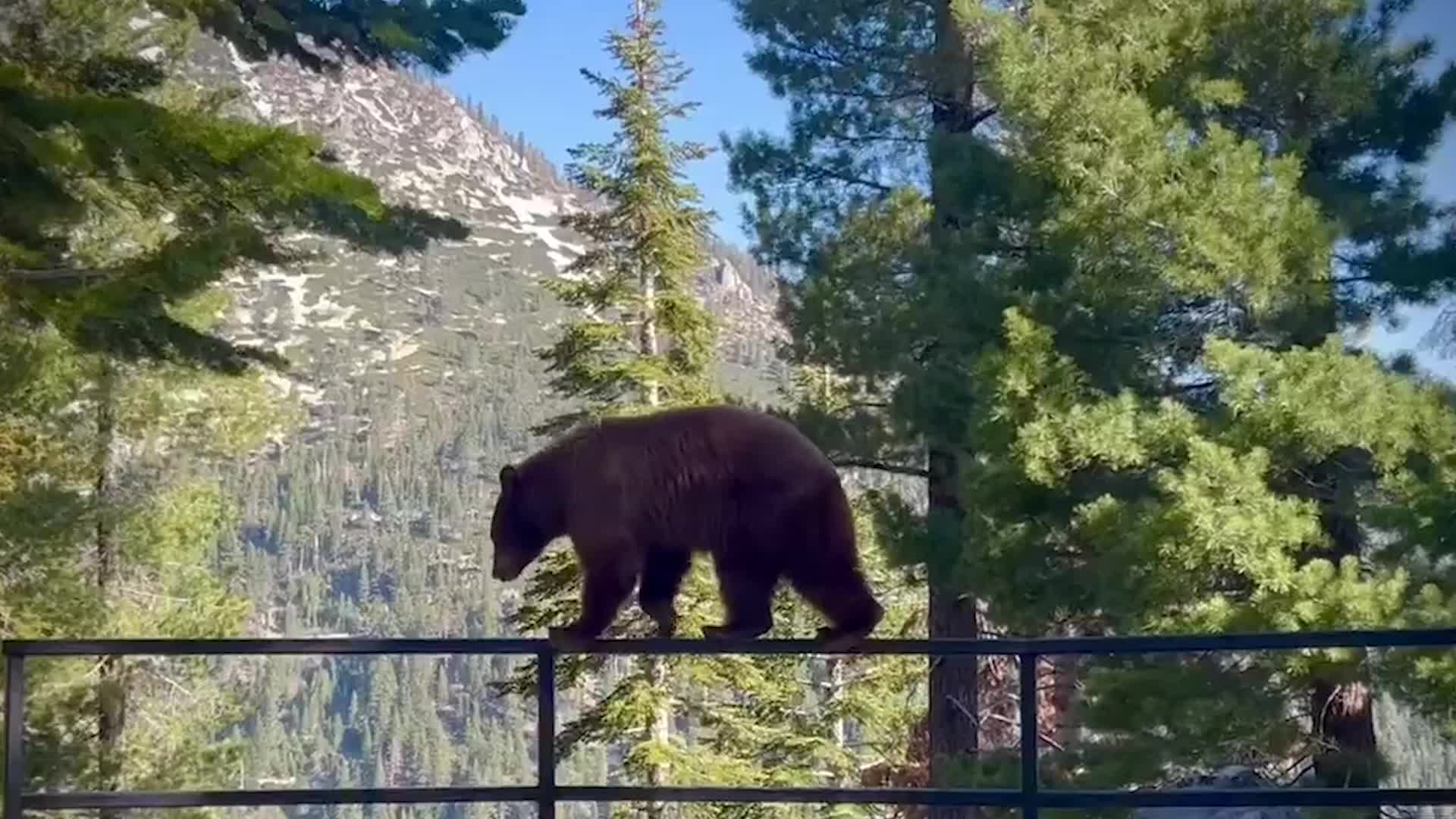 Watch: California Bear Is Part Daredevil - Videos from The Weather Channel