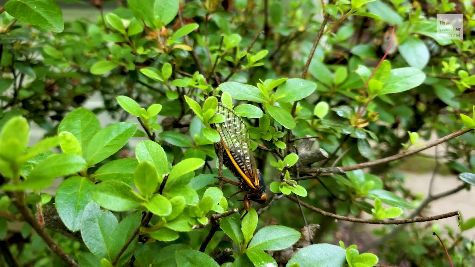Rare Cicada Spotted Near Chicago - Videos from The Weather Channel