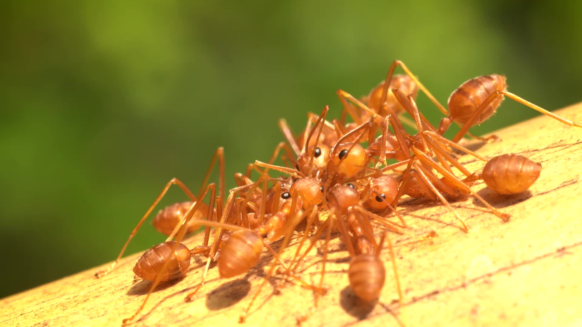 Your Fire Ant Season Survival Guide - Videos from The Weather Channel