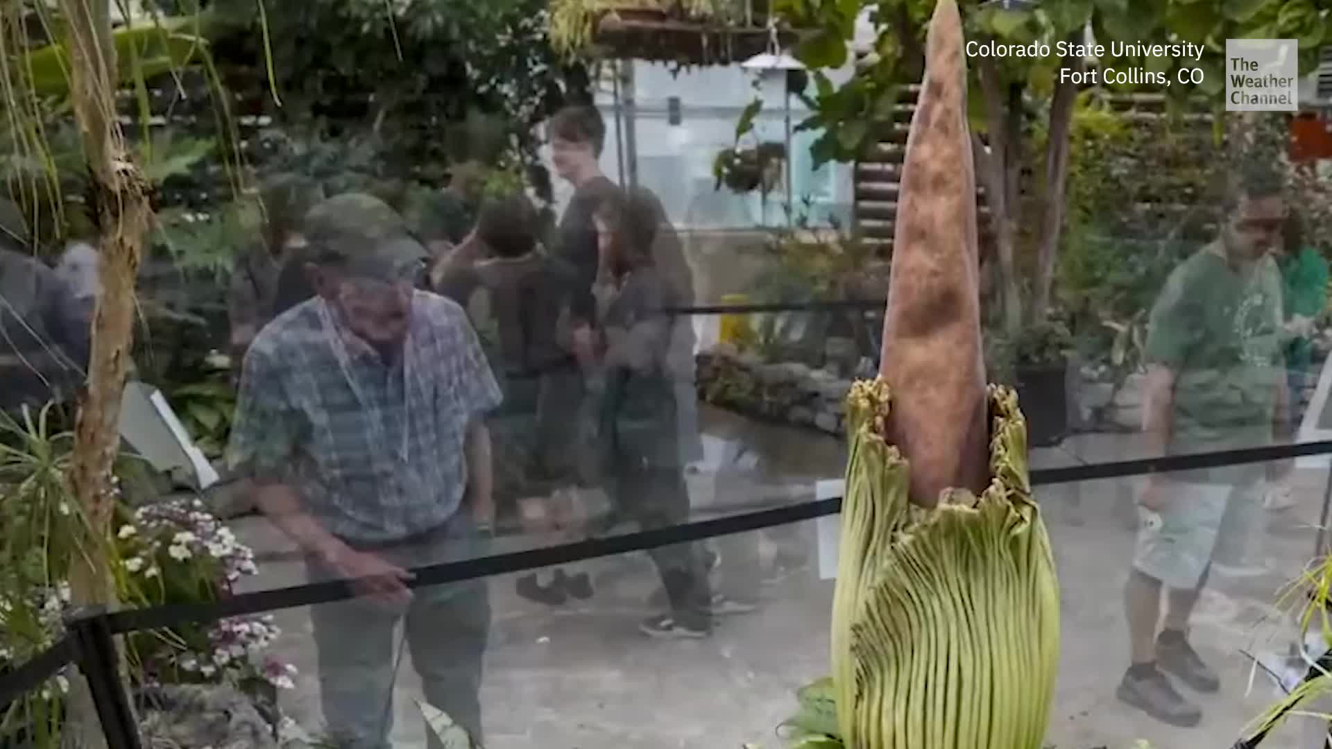 Watch The First Bloom Of A Rare Corpse Flower - Videos from The Weather ...