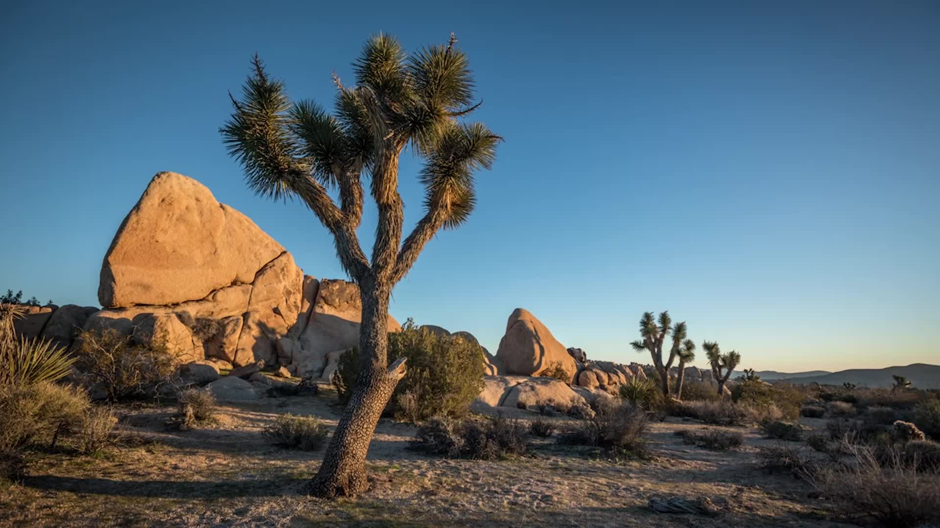 Solar Panels To Replace Joshua Trees - Videos from The Weather Channel