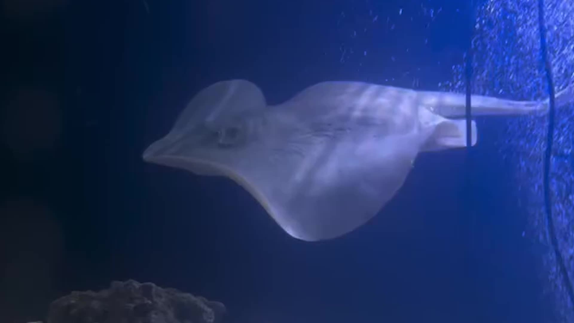 Charlotte, la Mantarraya, No Está Embarazada - Videos de The Weather ...