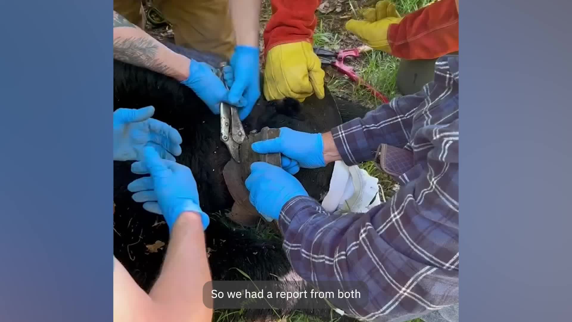 Bear Freed After Months Stuck In Metal - Videos from The Weather Channel