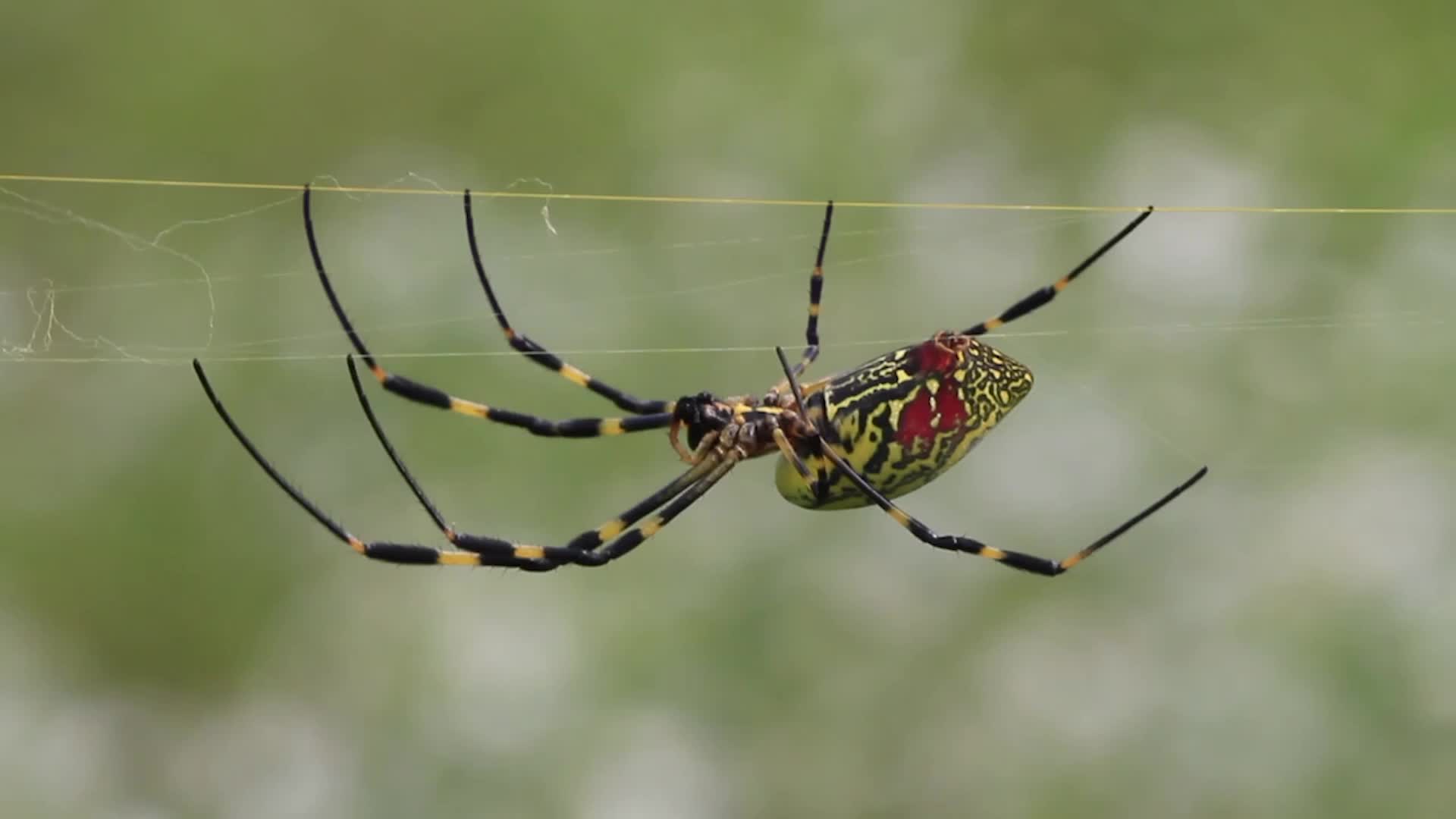 Arañas Voladoras y Venenosas Rumbo a New York y New Jersey - Videos de The Weather Channel