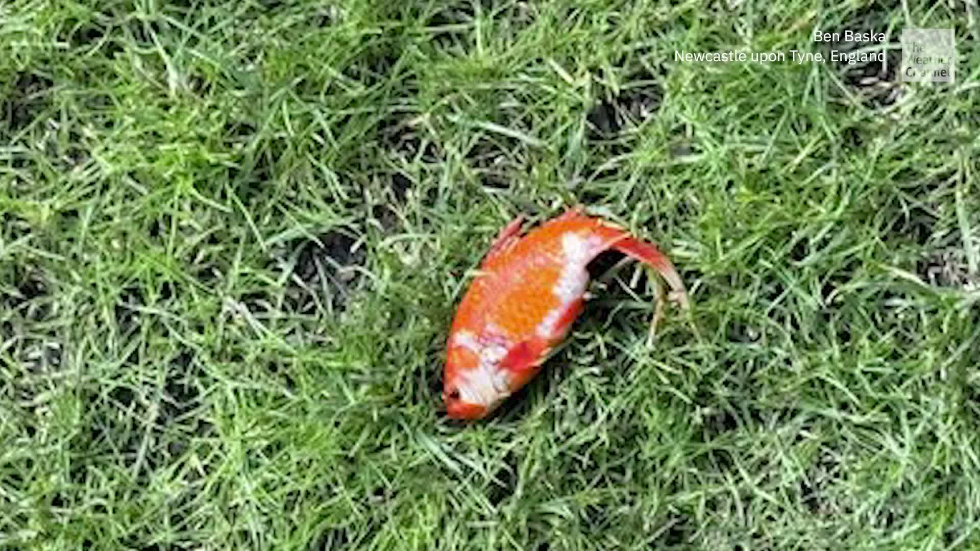 The Mystery Of The Backyard Goldfish - Videos from The Weather Channel