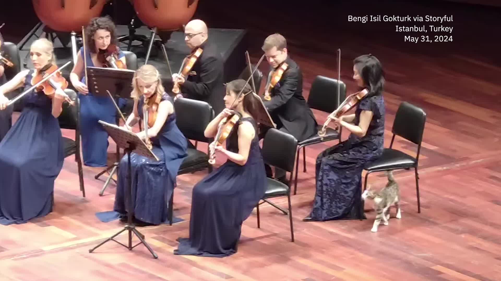 Cat Waltzes Onstage During Orchestra Concert - Videos from The Weather ...