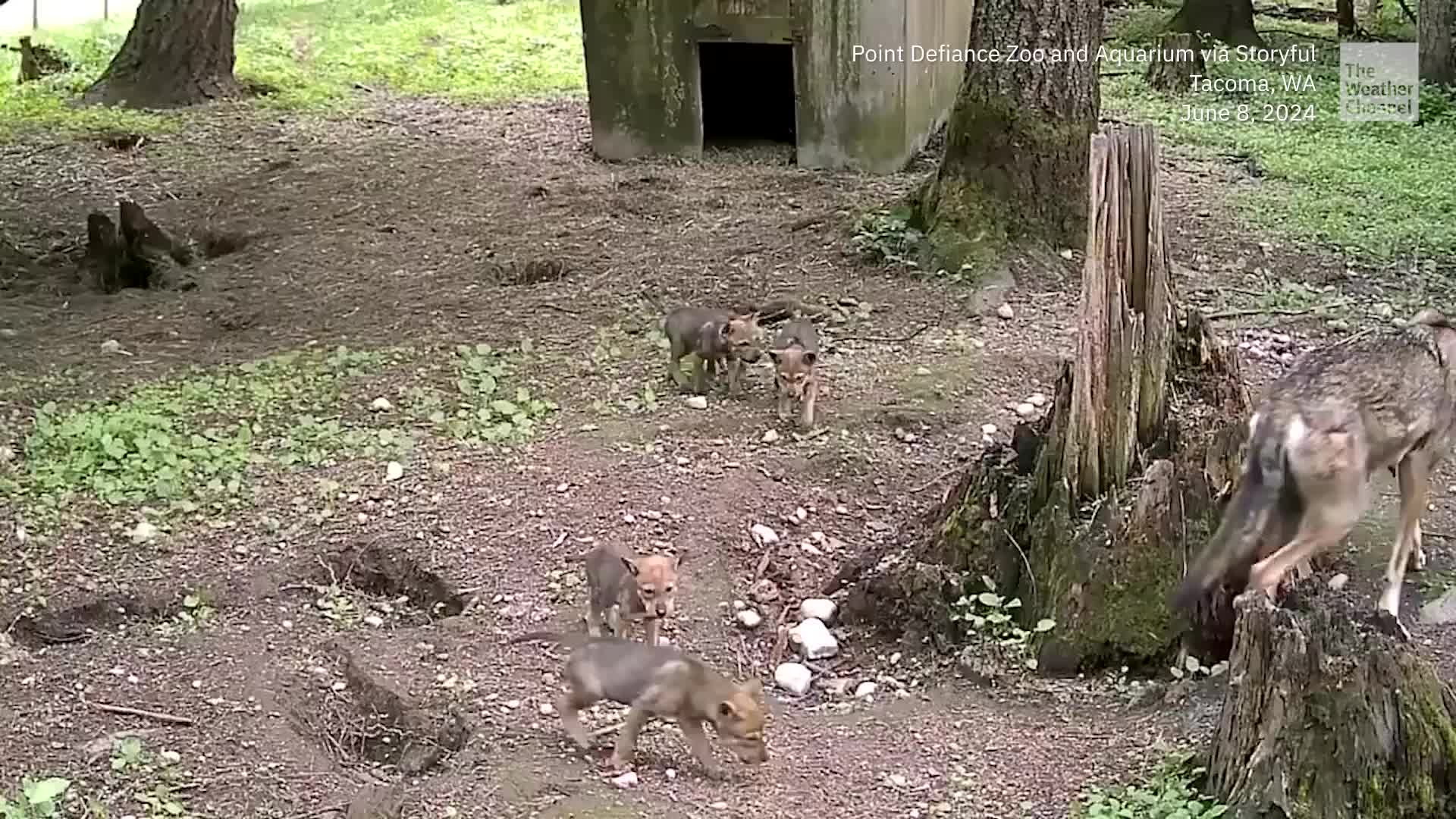 5 Pups Born To Most Endangered Wolves In World - Videos from The ...