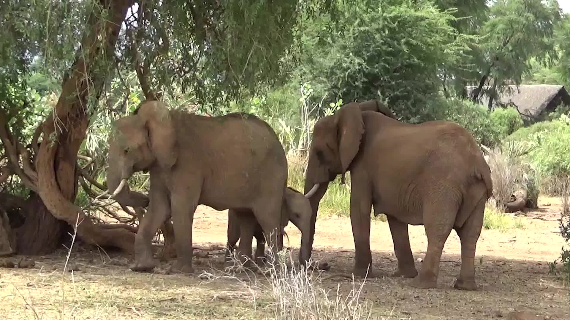 Listen: Elephants Call Each Other By Name - Videos from The Weather Channel