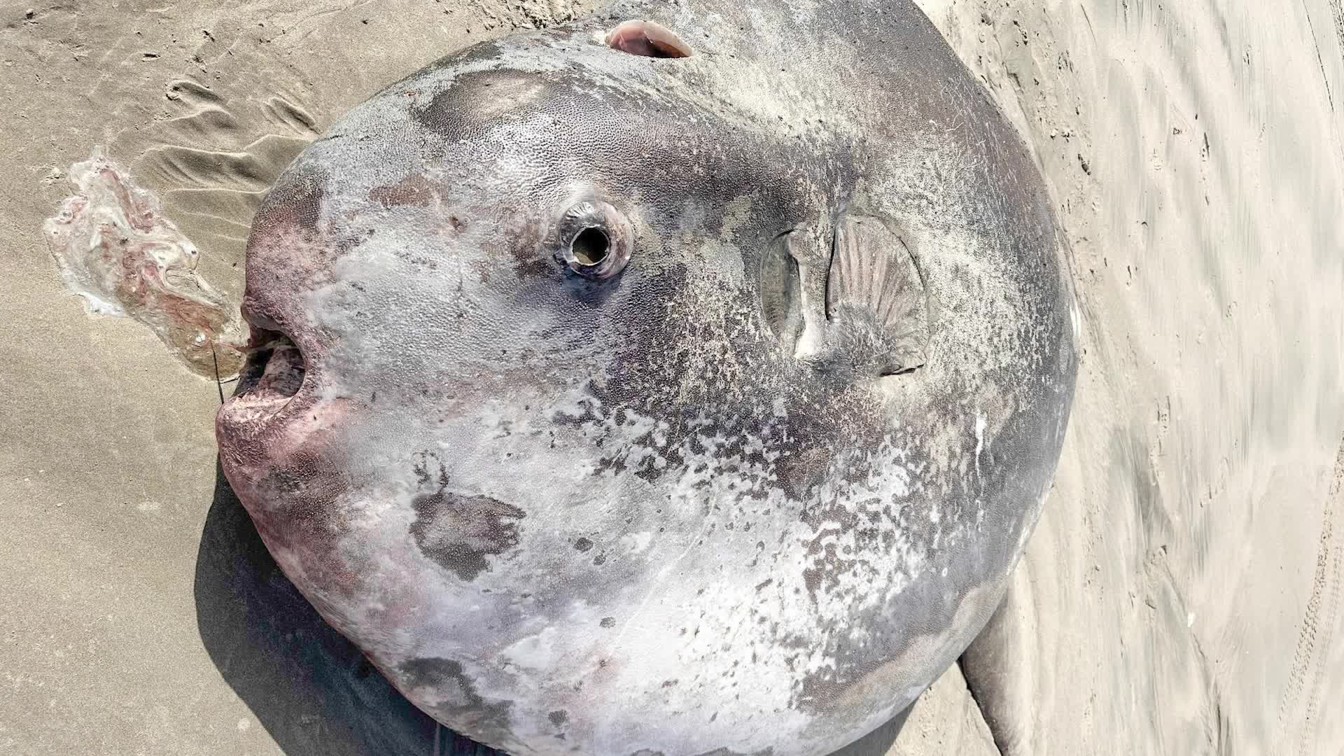 Freaky Oregon Fish Is Bigger Than Shaquille O'Neal - Videos from The ...