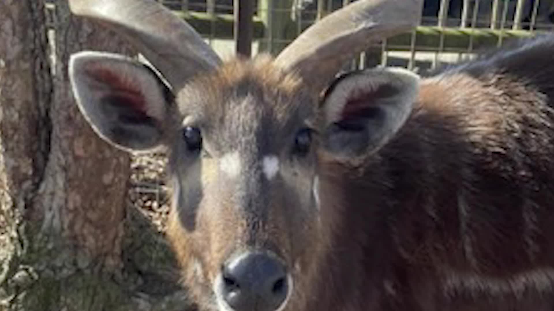 Banned Item At Zoo Kills Rare Animal - Videos from The Weather Channel