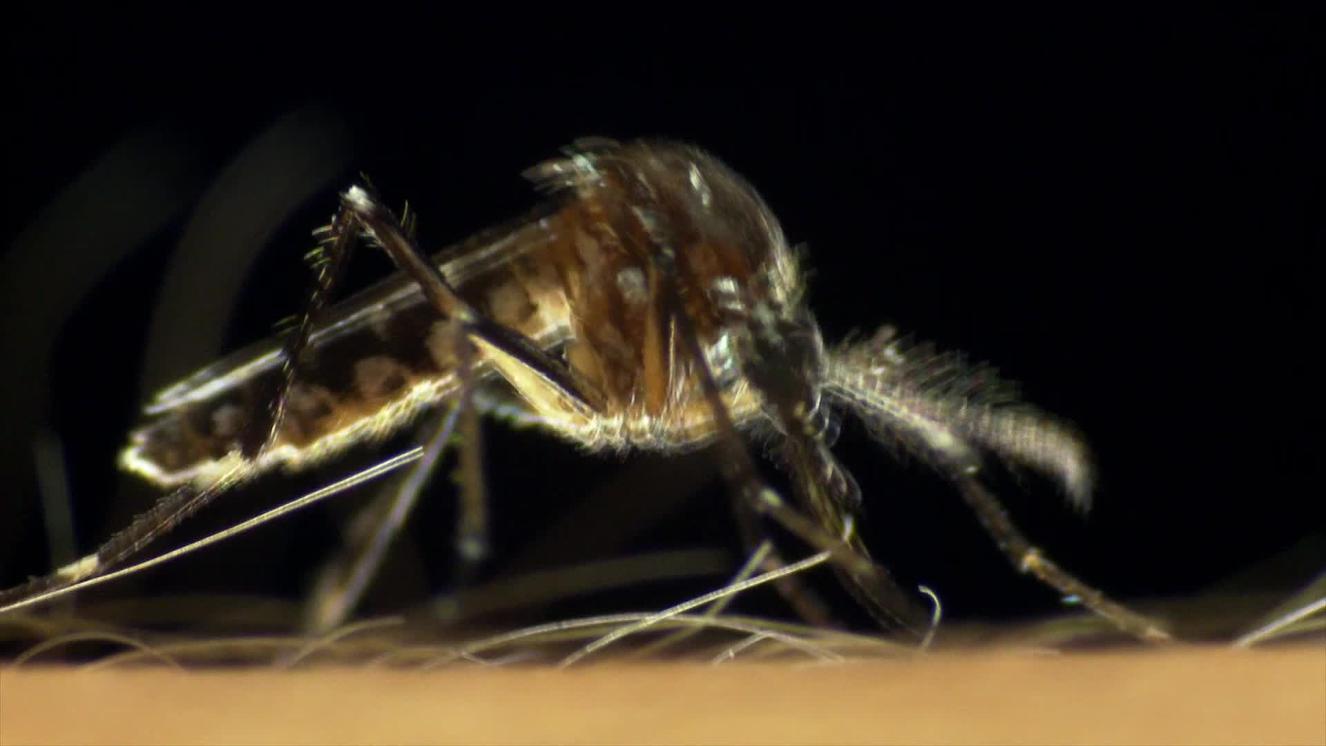 Wear These Colors To Repel Mosquitoes - Videos from The Weather Channel