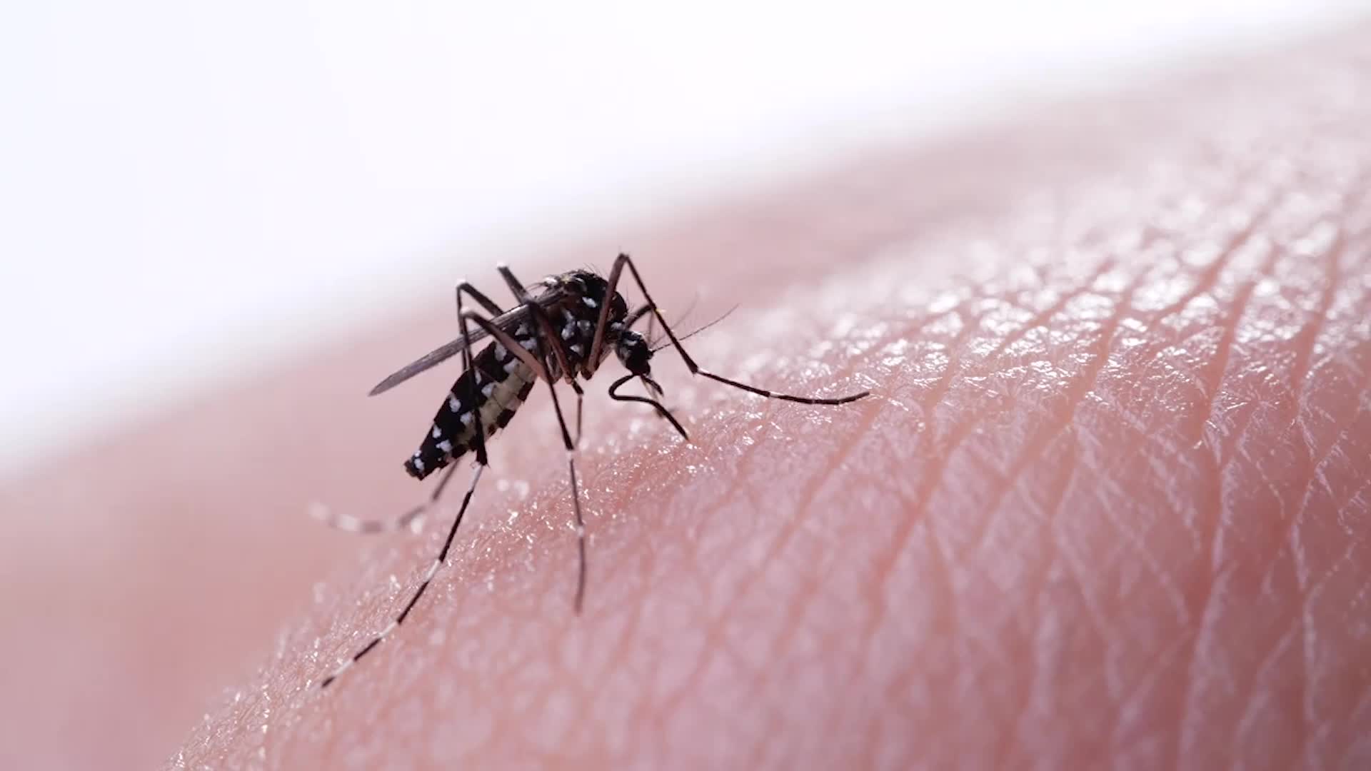 América Golpeada por Aumento Récord de Dengue - Videos de The Weather ...