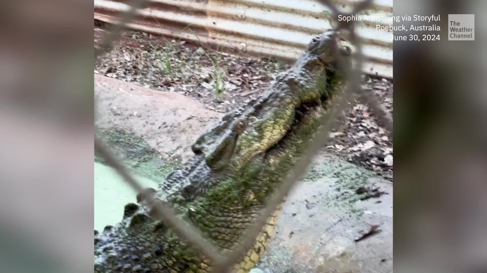 Watch: Crocodile Climbs Fence At Wildlife Park - Videos from The ...